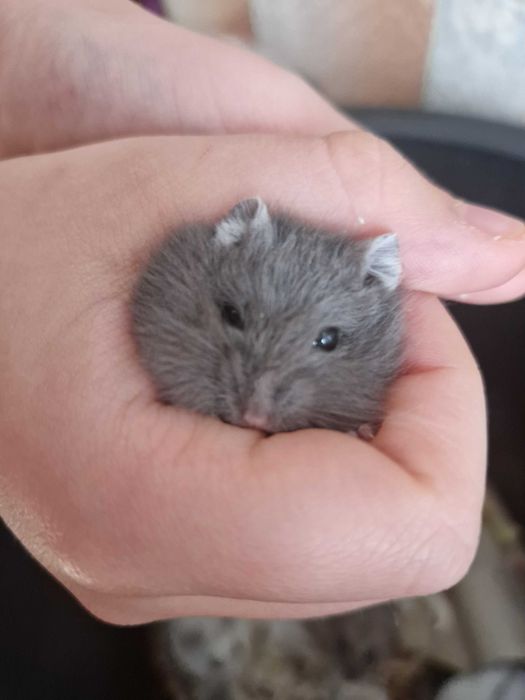 Puiuți de hamster pitic Bacau • OLX.ro
