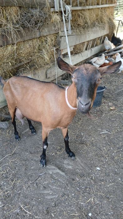 Capre de vânzare Radauti • OLX.ro