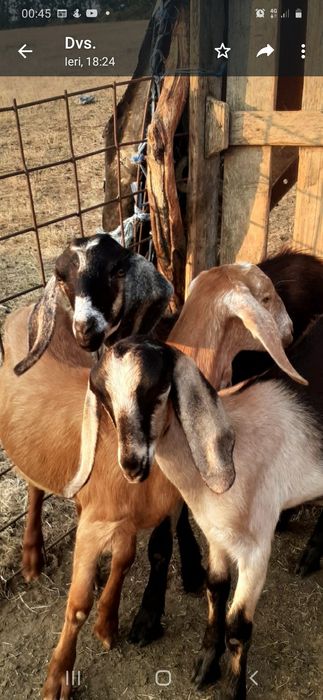 IEDUȚE Anglo-Nubiene Alexandria • OLX.ro