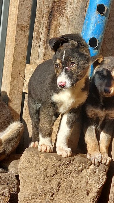 Adoptie 2 Pui Caine ! Ilfov Voluntari • OLX.ro