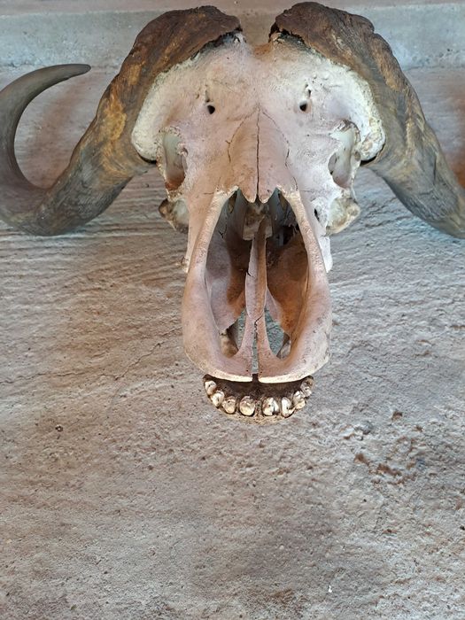 Trofeu cap de bivol african de apa Bascov • OLX.ro