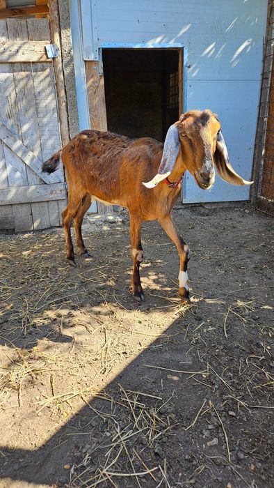 Capre anglo nubiene Focsani • OLX.ro