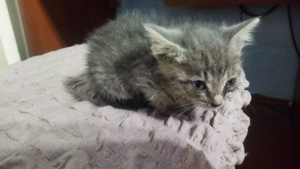 Mushuk bolasi hadyagaberiladi: Hadya qilaman - Mushuklar Toshkent на Olx