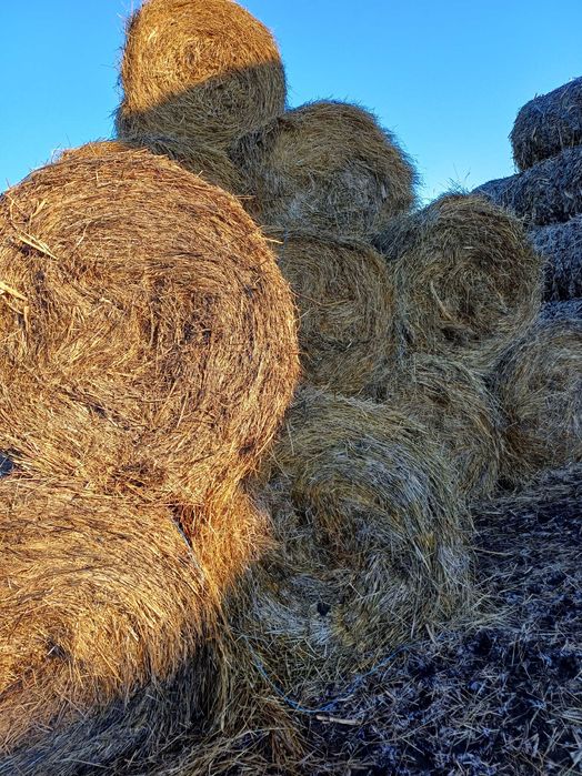 Baloti de paie, fan, tocatura porumb Deva • OLX.ro