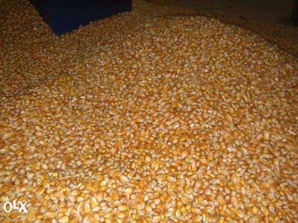 Porumb boabe uscat pioneer si grau Chimindia • OLX.ro