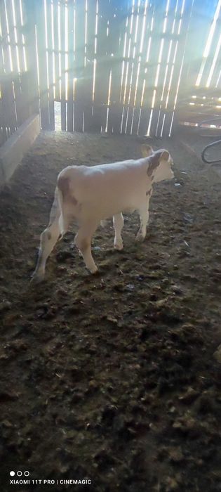 Vând viței diferite greutati Stamora Germana • OLX.ro