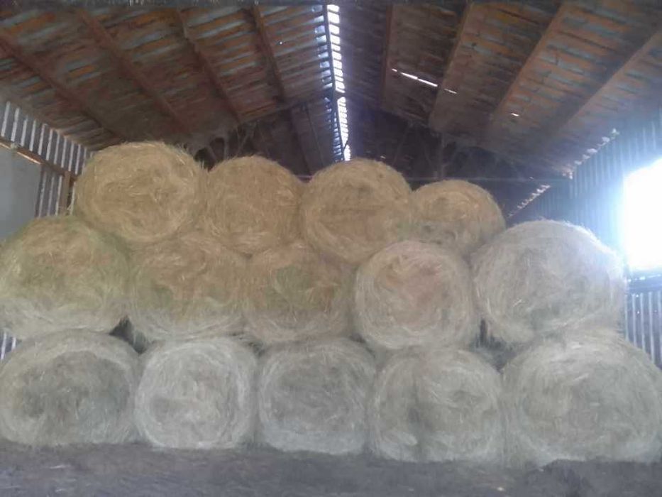 Baloti rotunzi de fan- 800 ron/tona Targu Secuiesc • OLX.ro