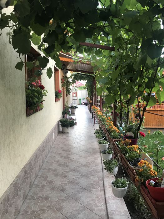 Vânzare casa Cernica Cernica • OLX.ro