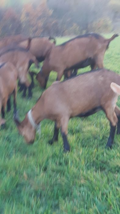 De vanzare capre alpina franceza pura din mame bune de lapte Burla • OLX.ro