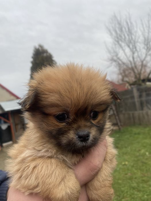 Vand Catelus Pechinez Imperial Tartaria • OLX.ro