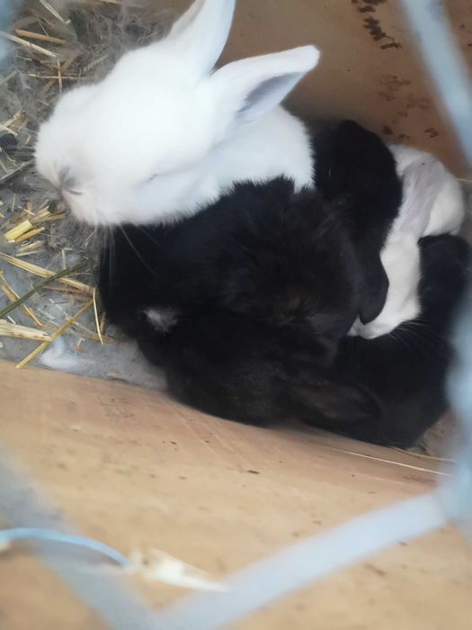 OFERTĂ Pui Iepure Hycole Francez - creștere rapidă Cujmir • OLX.ro
