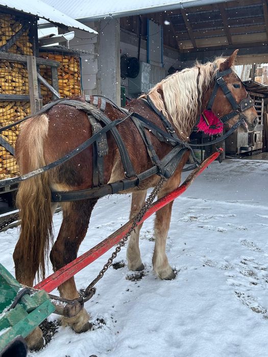Schimb mânză de 2 ani cu harmasar Tibeni • OLX.ro