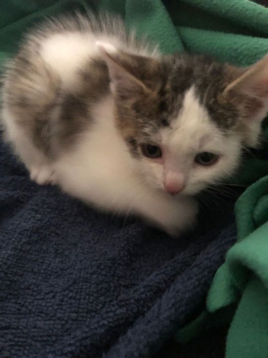 Adoptă un puiu de pisică mic si cuminte Arad • OLX.ro