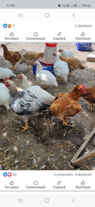 Pui albi, pui colorat, rate de vanzare Buzau • OLX.ro