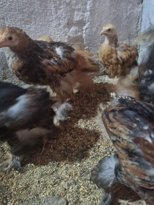 Vand pui rasa brahma Lugoj • OLX.ro