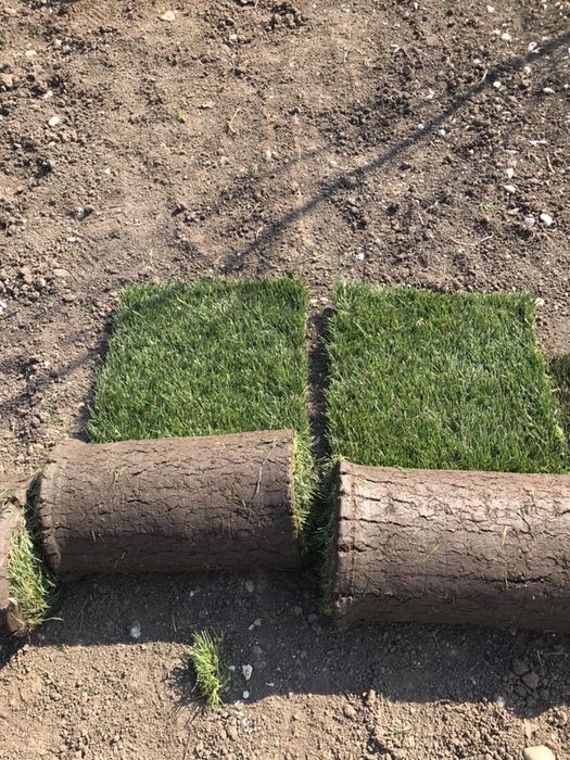 Rulouri de gazon gazon rulou gazon role livrat la domiciliu Tunari • OLX.ro