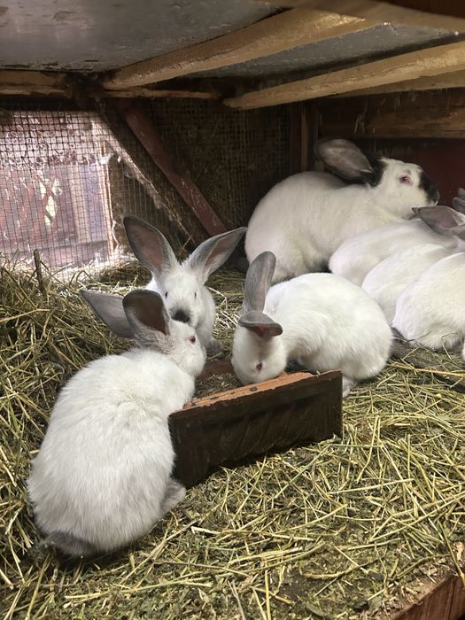 Vand iepuri Urias de Transilvania Apahida • OLX.ro