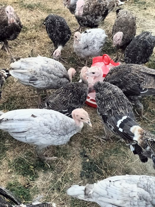 Curca cu pui de vânzare Turcinesti • OLX.ro