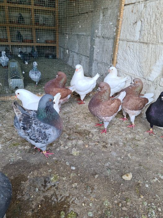 Porumbei King exemplare deosebite Lungani • OLX.ro