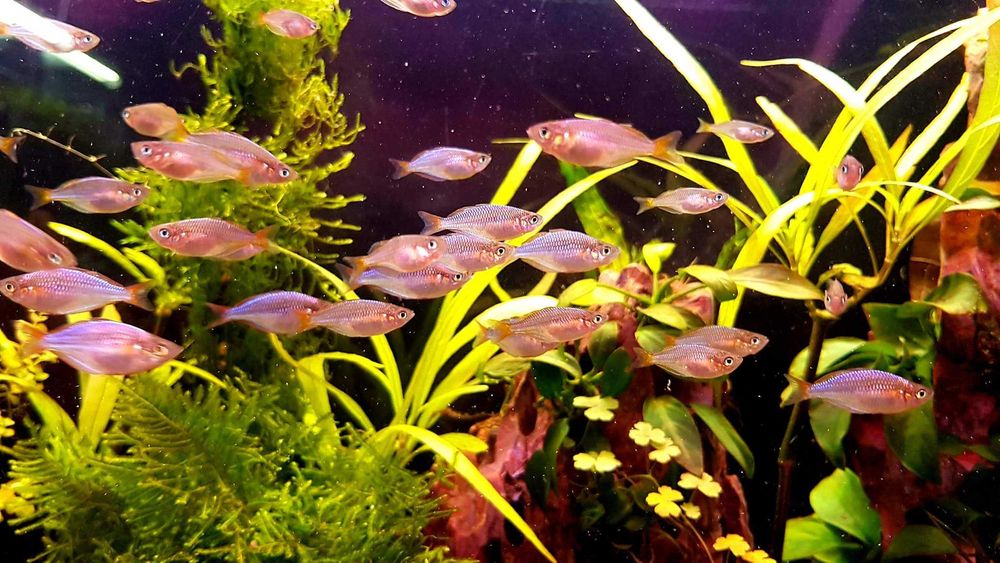 Pesti de acvariu gupi guppy xifo sae neoni zebre sanitari plante easy ...