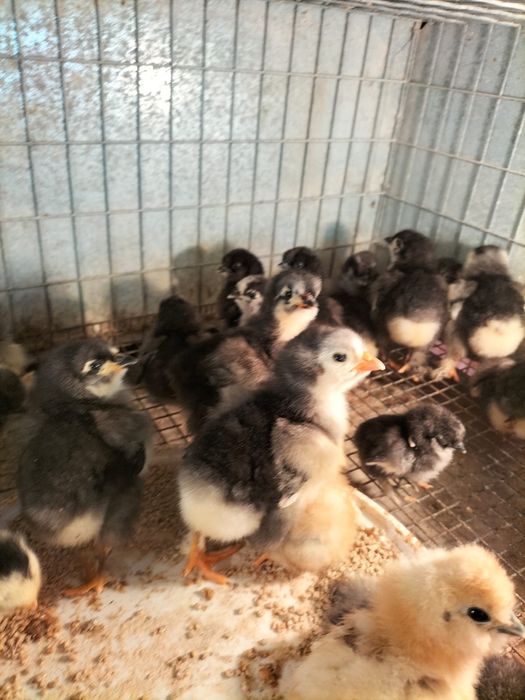 Pui cochinchina negru uriaș rasa pura poze cu parintii Craiova • OLX.ro