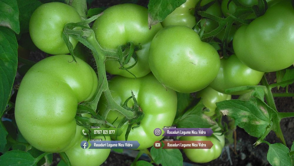 Rasad | Rasaduri de rosii / tomate ardei vinete castraveti etc 2025 ...