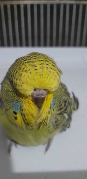 Perusii standard ,hagoromo,normali Tulcea • OLX.ro