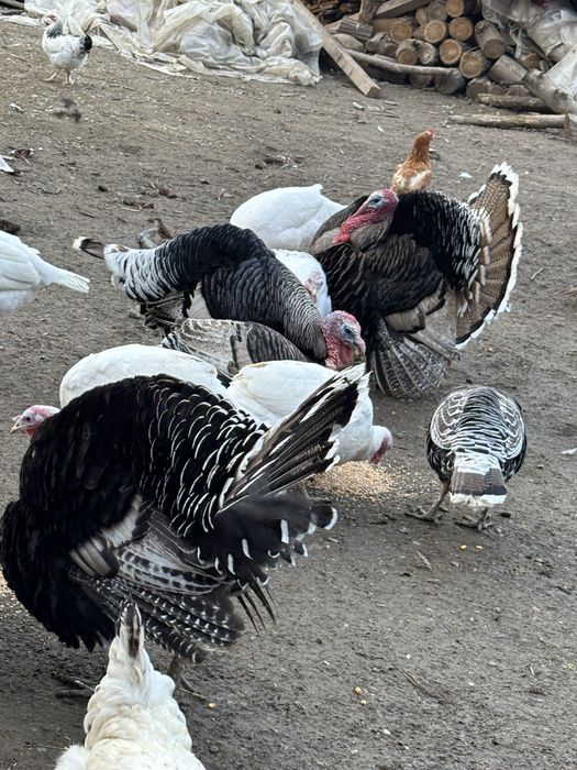 Ofer in spre vanzare curcani si curci! Apadia • OLX.ro