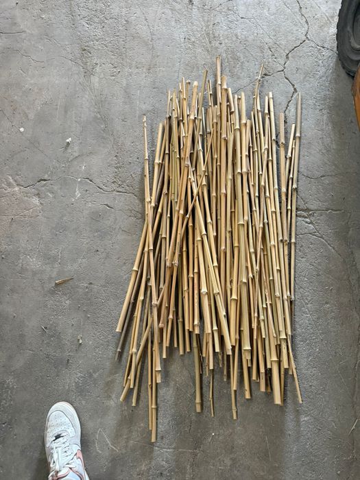 Vand Araci Bambus Timisoara • OLX.ro