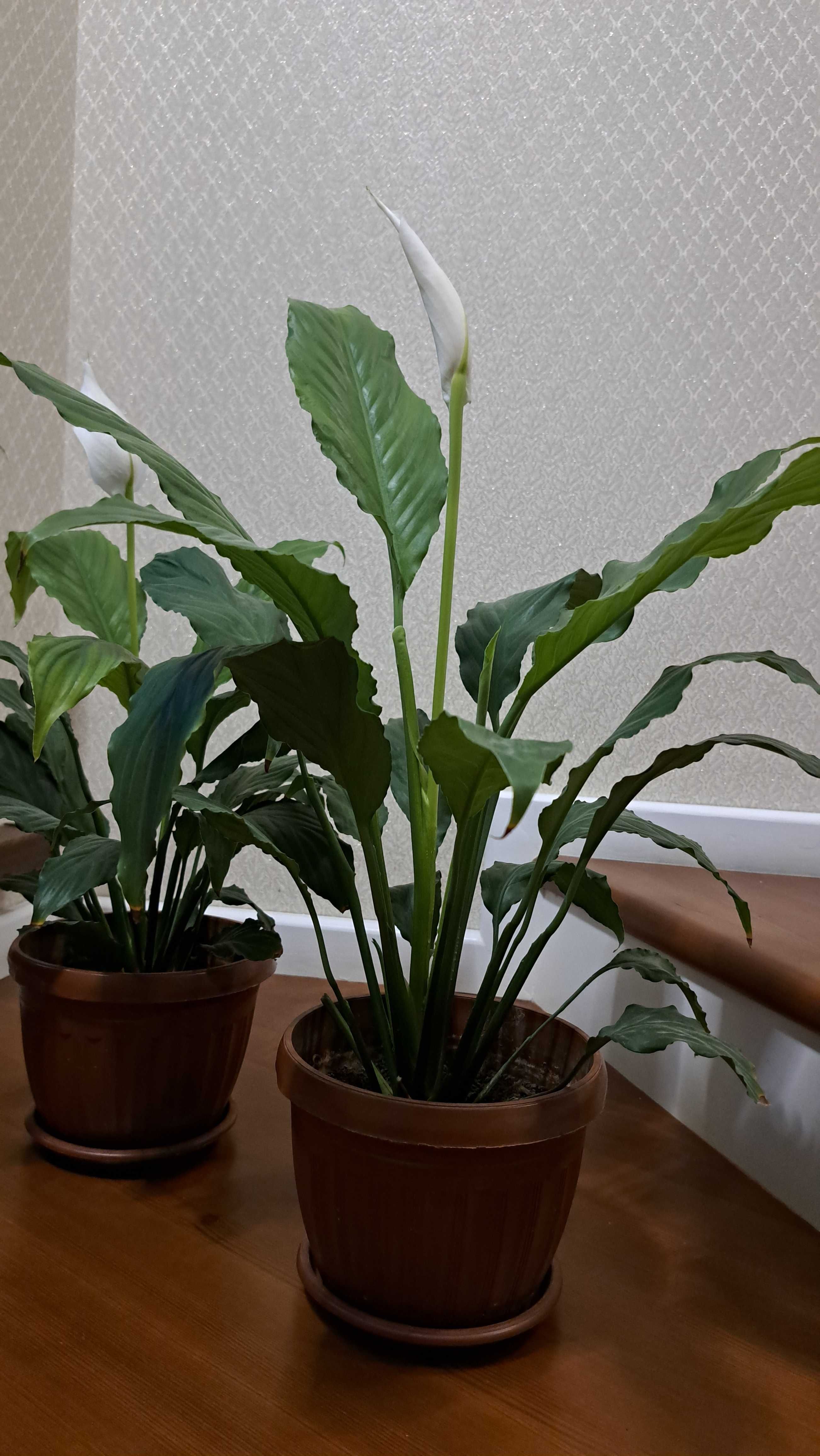 Cпатифиллум (Spathiphyllum) – «цветок женское счастье».: 15 000 сум ...