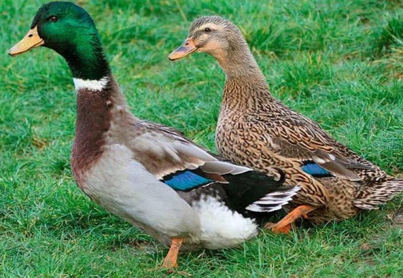 Vând oua de rata rouen Oradea • OLX.ro