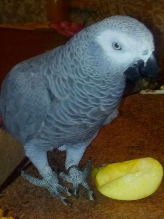 Papagal Gri African JAKO+VOLIERA Drobeta-Turnu Severin • OLX.ro