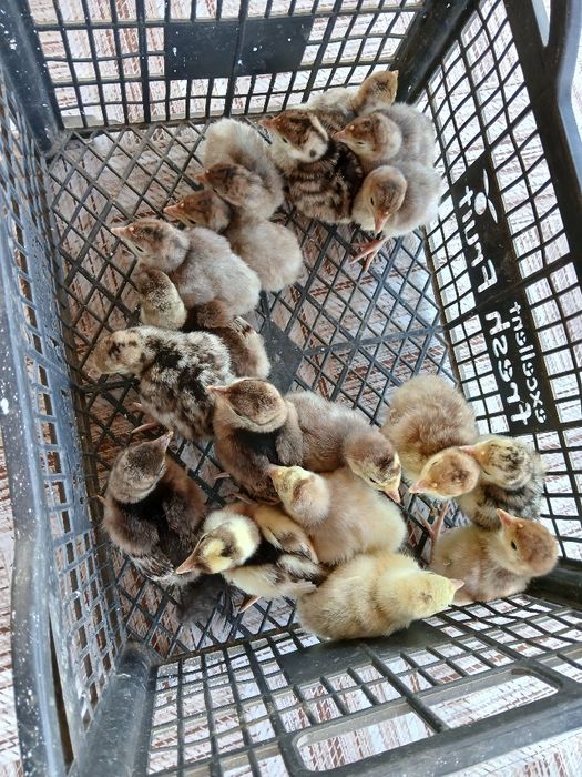 Vând pui de curca și de paun Targoviste • OLX.ro