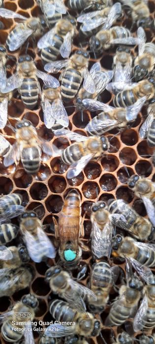 Vând roiuri de albine , matci bukfast obținute prin transvazare din F0 ...