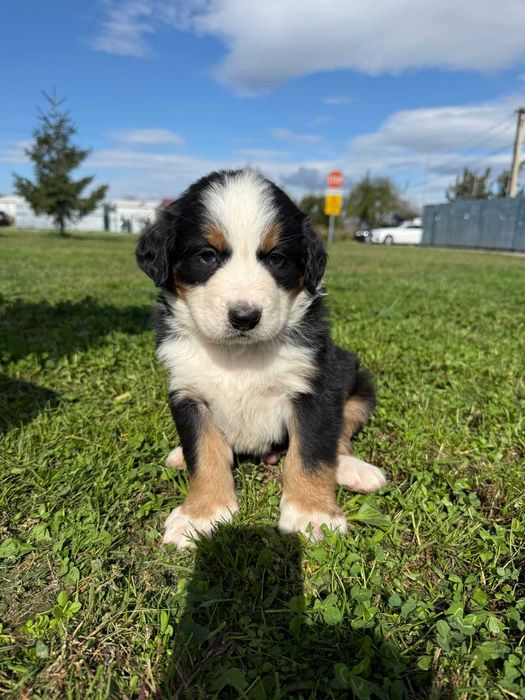 Pui Ciobanesc De Berna, Baiat, Cu Pedigree, De Vanzare Dej • OLX.ro