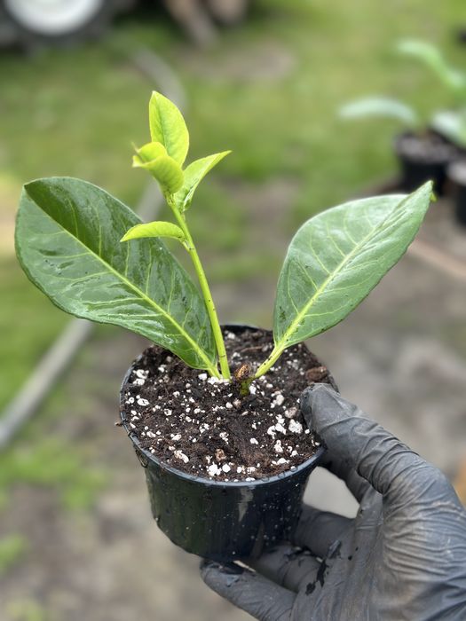 Leylandi, Tuia, Laur,chiparos, ienupar, Smarald, plante ornamental ...