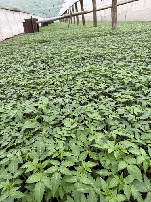 Rasaduri legume de vanzare - rosii, ardei, castraveti, vanata Matca ...