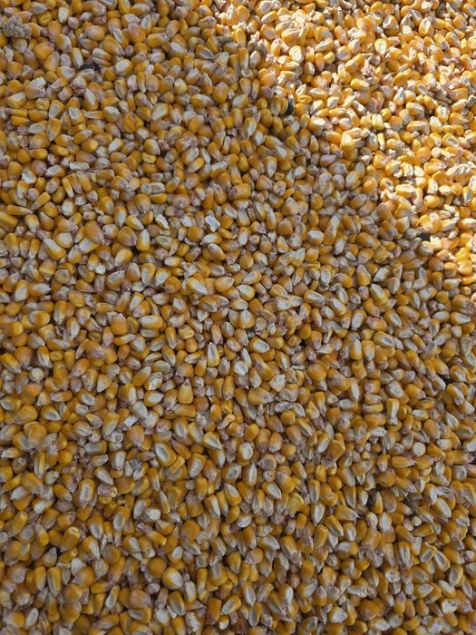 Vând porumb boabe recolta 2025 și orzoaica și orz de Samanta C1 Scornicesti • OLX.ro