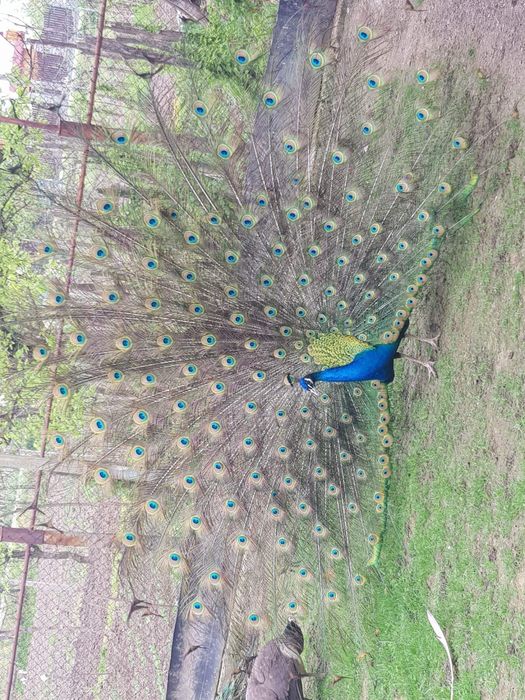 Pauni. Sarmasag • OLX.ro