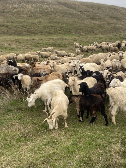 ied de taiat Tulcea - Anunturi gratuite