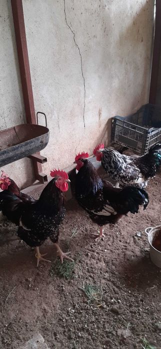 Pui de găină din rasele marans,susex,susex portelan,australorp. Craiova • OLX.ro