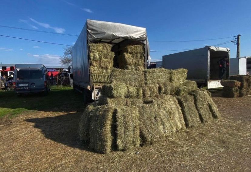 Baloti Lucerna de calitate Saucesti • OLX.ro