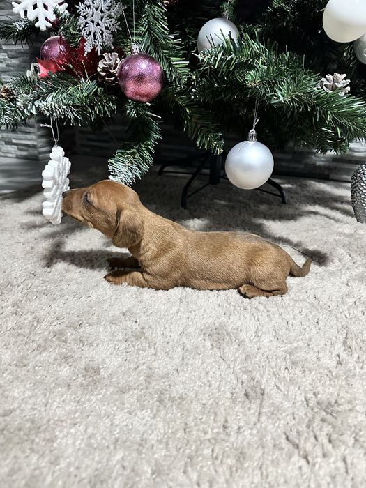 Vand teckel pitic Arad • OLX.ro