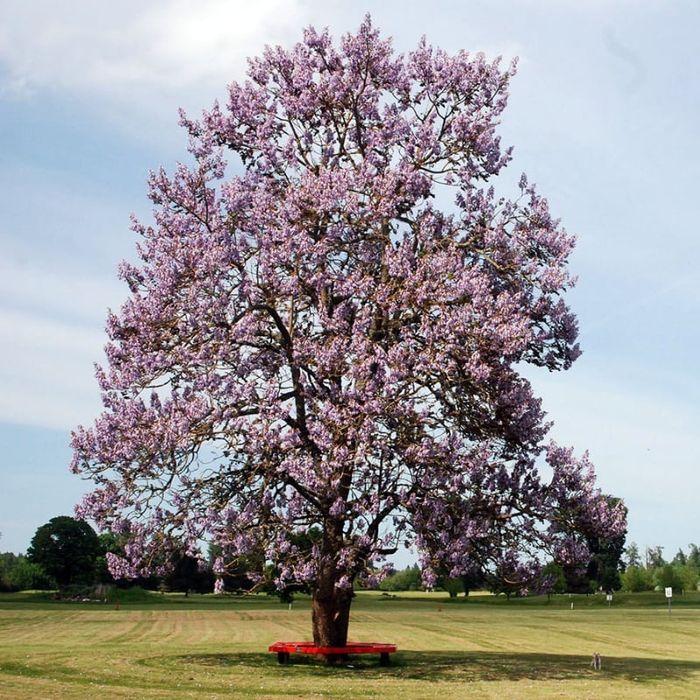 Paulownia Tomentosa Shoot Cu Flori Roz Ciumbrud • OLX.ro