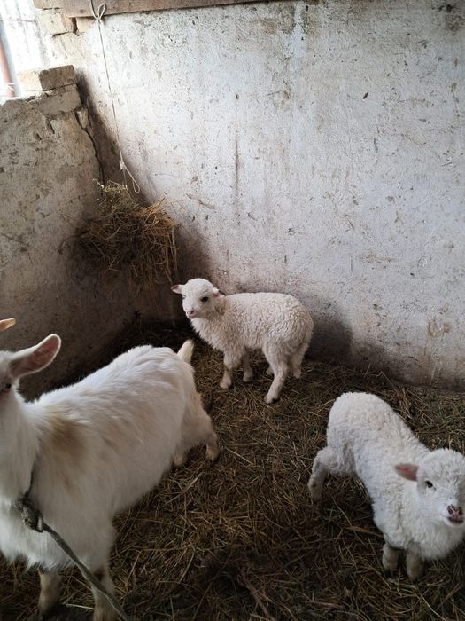 Vind 3 capre tinere .doua sunt dea fata mai tirziu una are doua mielut Biled • OLX.ro