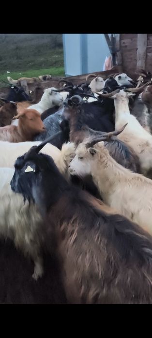 Vând 70 capre bune de ținut Gohor • OLX.ro