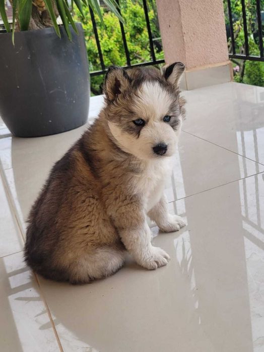 Husky Siberian rasa pura Bucuresti Sectorul 5 • OLX.ro