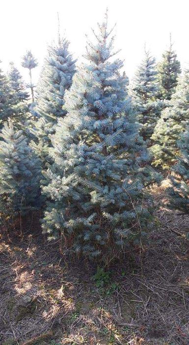 Vând plante ornamentale avem tuia, brazi, mesteacăn Stefanesti • OLX.ro