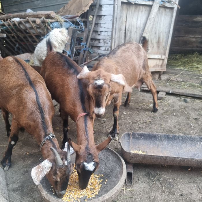 Capre alpina franceza/ capra anglo nubiana / tap anglonubian/Tap Anglo ...