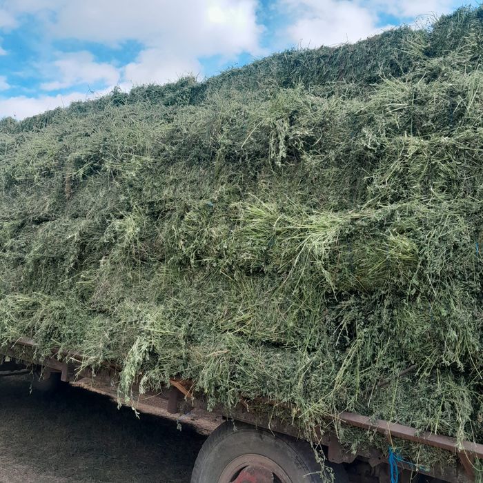 Baloti de lucerna Ostroveni • OLX.ro